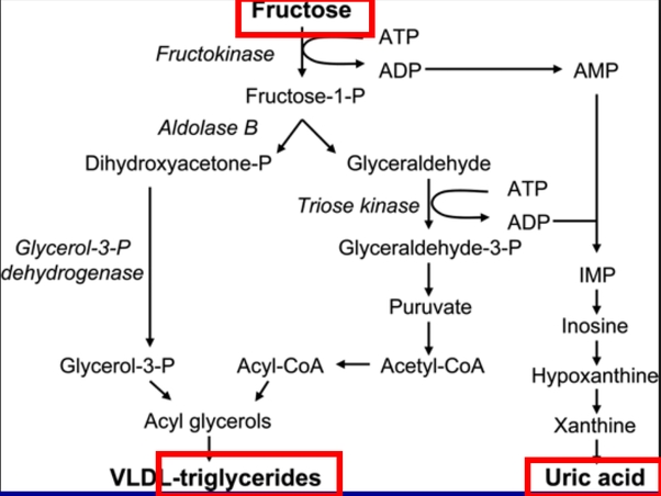 Fat Protein Carb's: Gout and Uric Acid