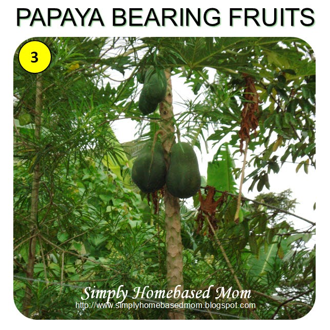 Simply Homebased Mom - The Practical Filipina: The Papaya (Papaw or ...