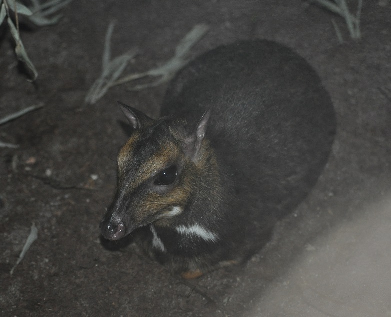 ZOOTOGRAFIANDO (6.100 ANIMALS): CIERVO RATÓN DE FILIPINAS / PHILIPPINE ...