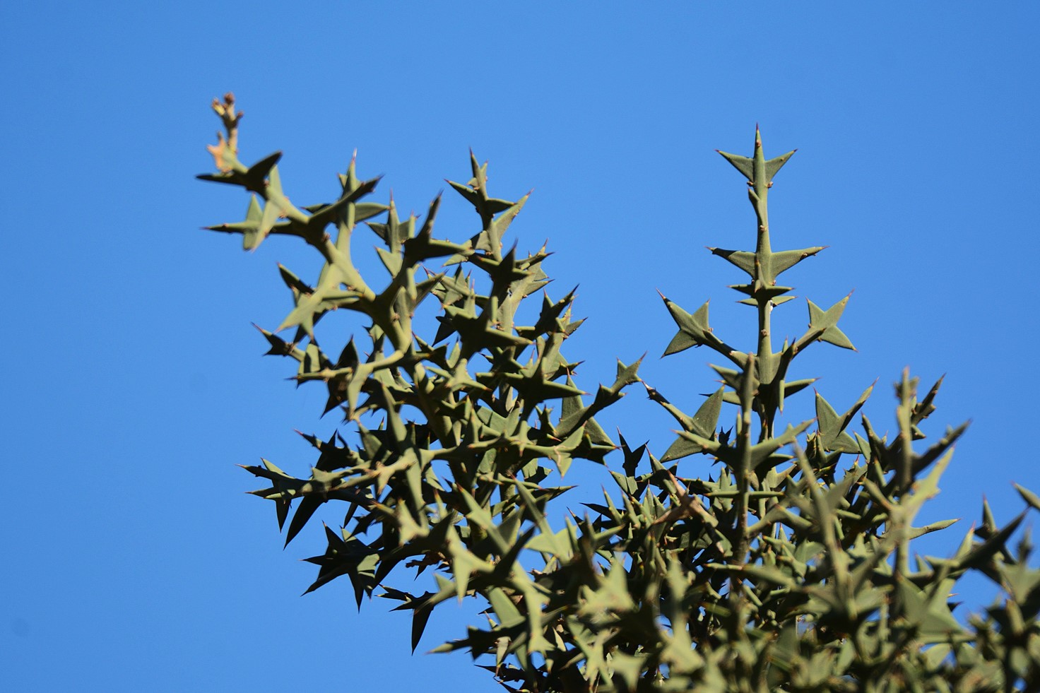 Flora Bonaerense: Curro (Colletia paradoxa)