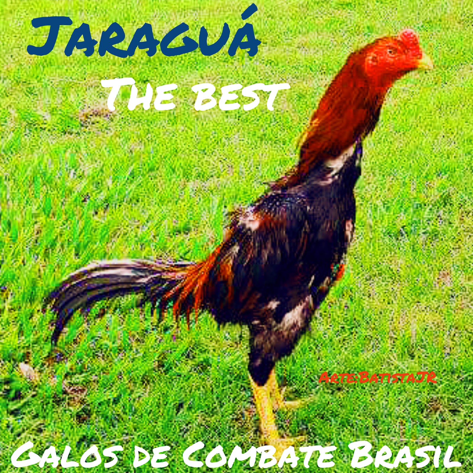 GALOS DE COMBATE BRASIL #2021: UM DOS GALOS MAIS FAMOSOS DO BRASIL