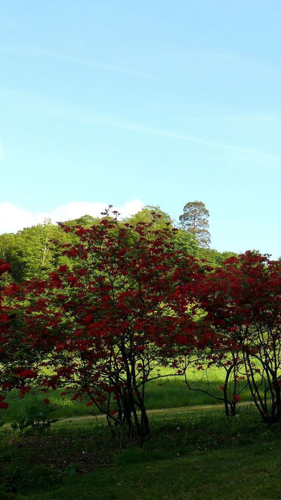 Fondo android pack 201