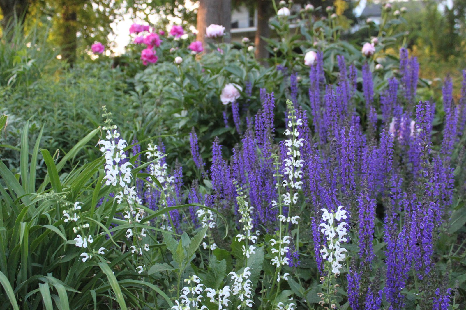 Pat's Addition: Peony Patch Glory