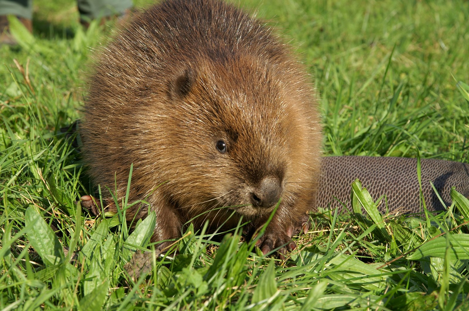 Cute Baby Beaver Photography