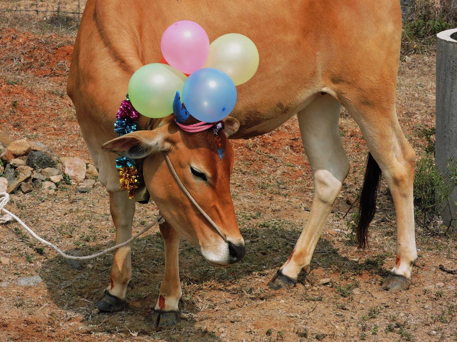 GREENLAND ASHRAM: cow pongal in greenlandashram