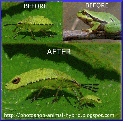 Photoshop animal hybrid: How to make photoshop funny pictures