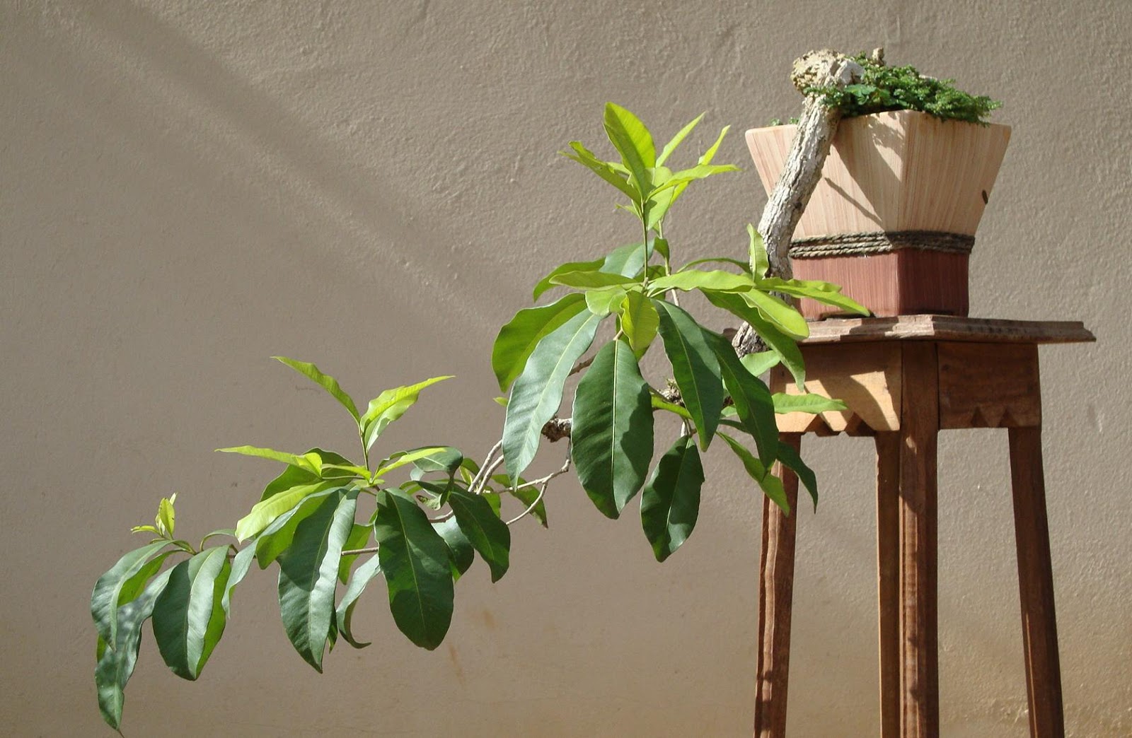 Peroba Rosa Gigante - Aspidosperma polyneuron