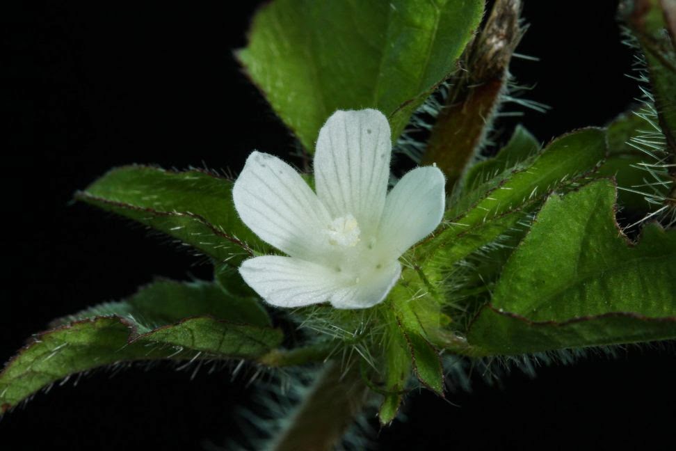 Flora de Puerto Rico Ilustrada Papo Vives: MALVACEAE MALACHRA FASCIATA ...
