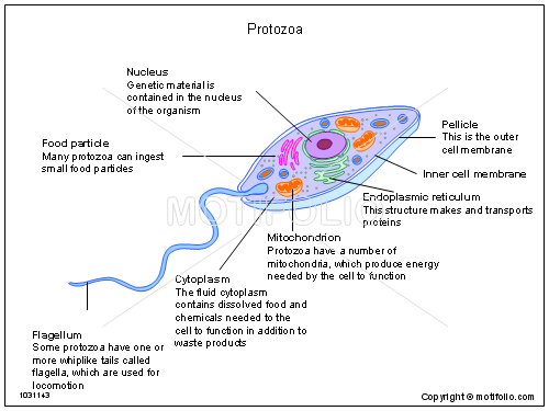 COLEGIO MI PEQUEÑO TALLER: Protozoa!!! Only third and fourth