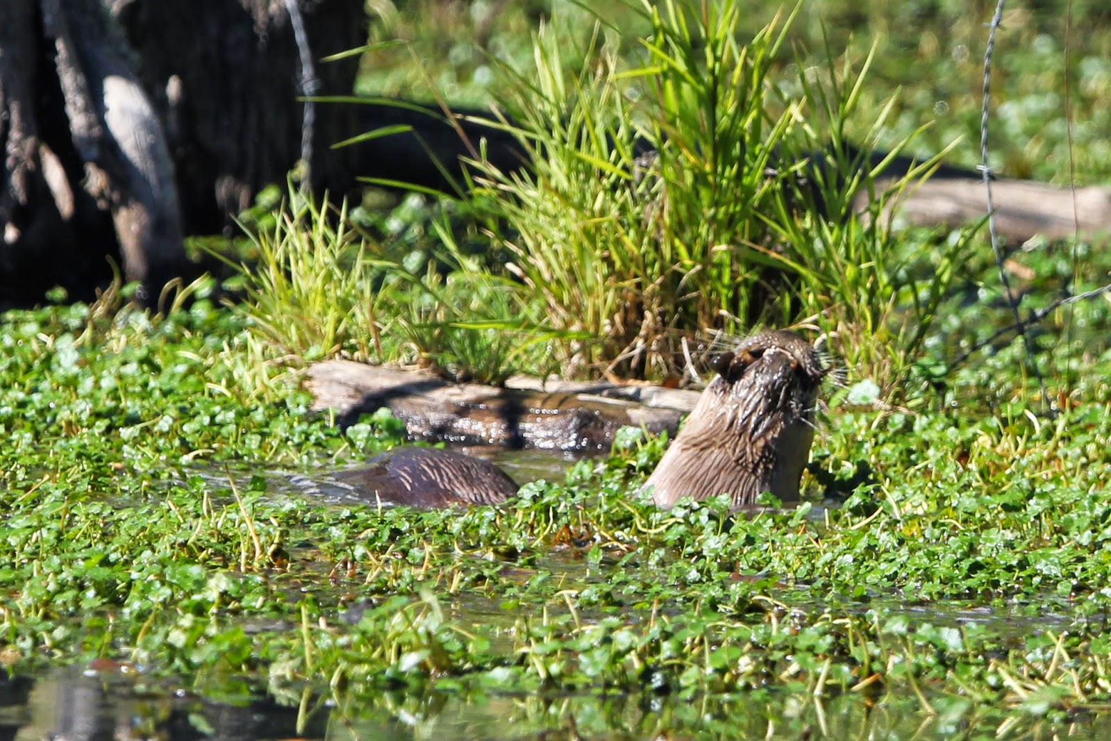 The Green Knee Club: October 2014