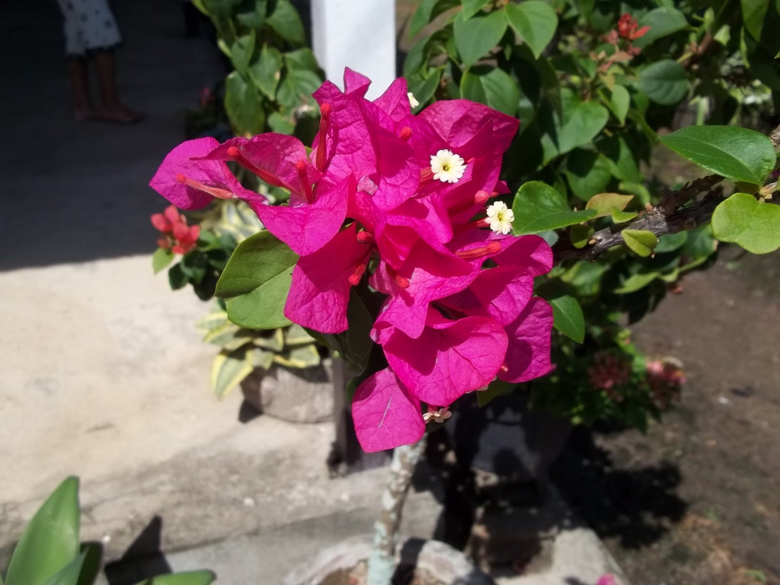 My Blue World: Bunga Bougenville