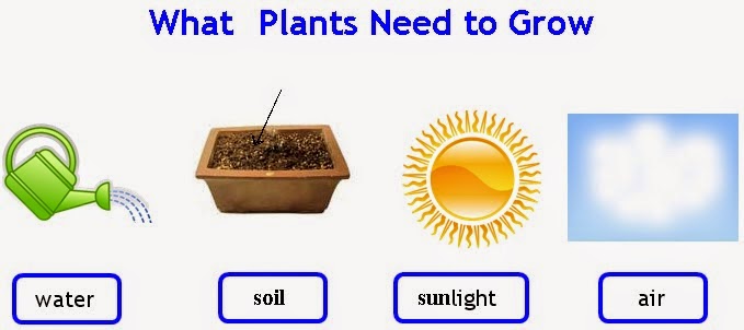 BLOG DE 1º : SCIENCE