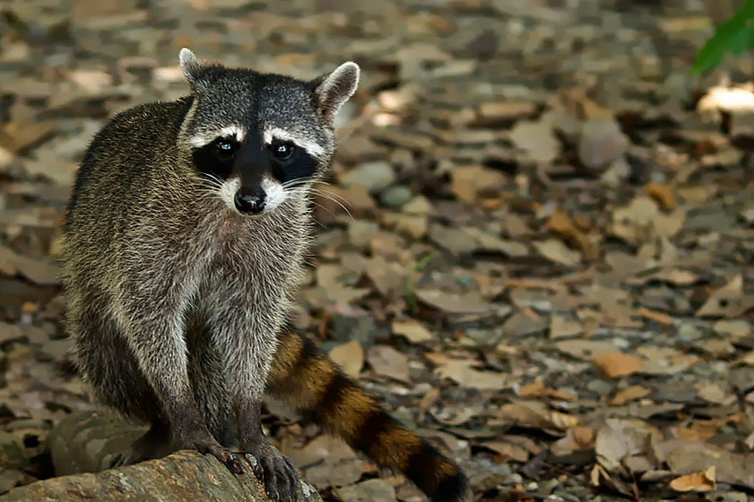 Natureza, Perfeição sem tamanho...