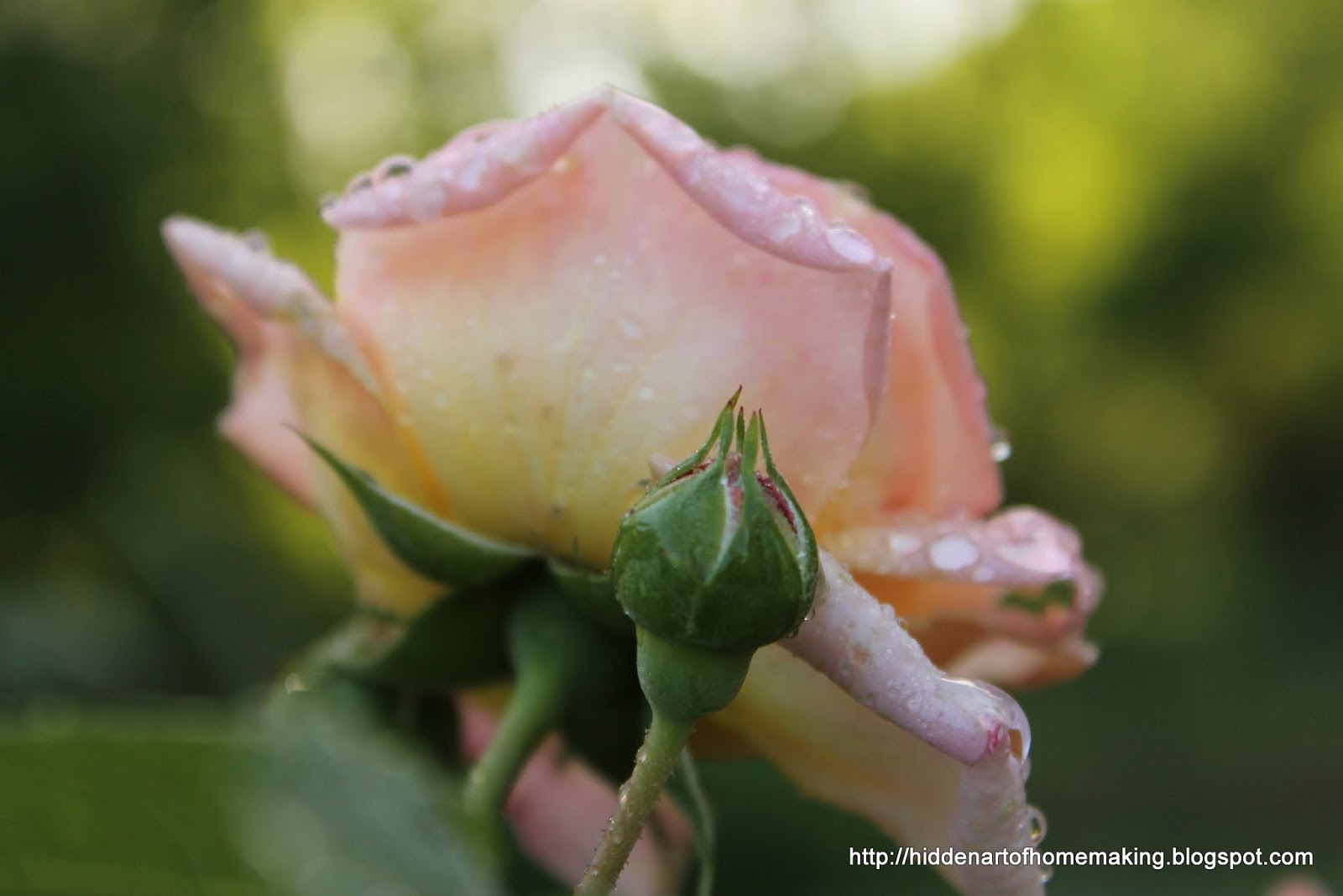 hidden art of homemaking: While the Dew is Still on the Roses
