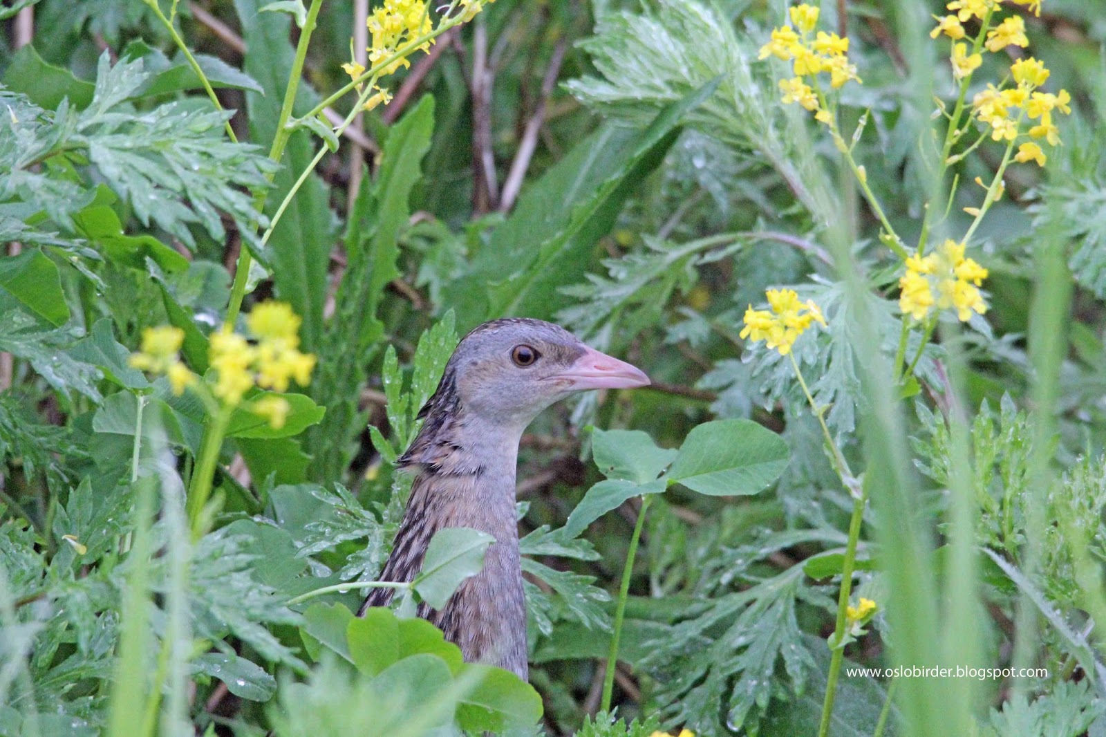 OSLO BIRDER: Corncrake - crex crex