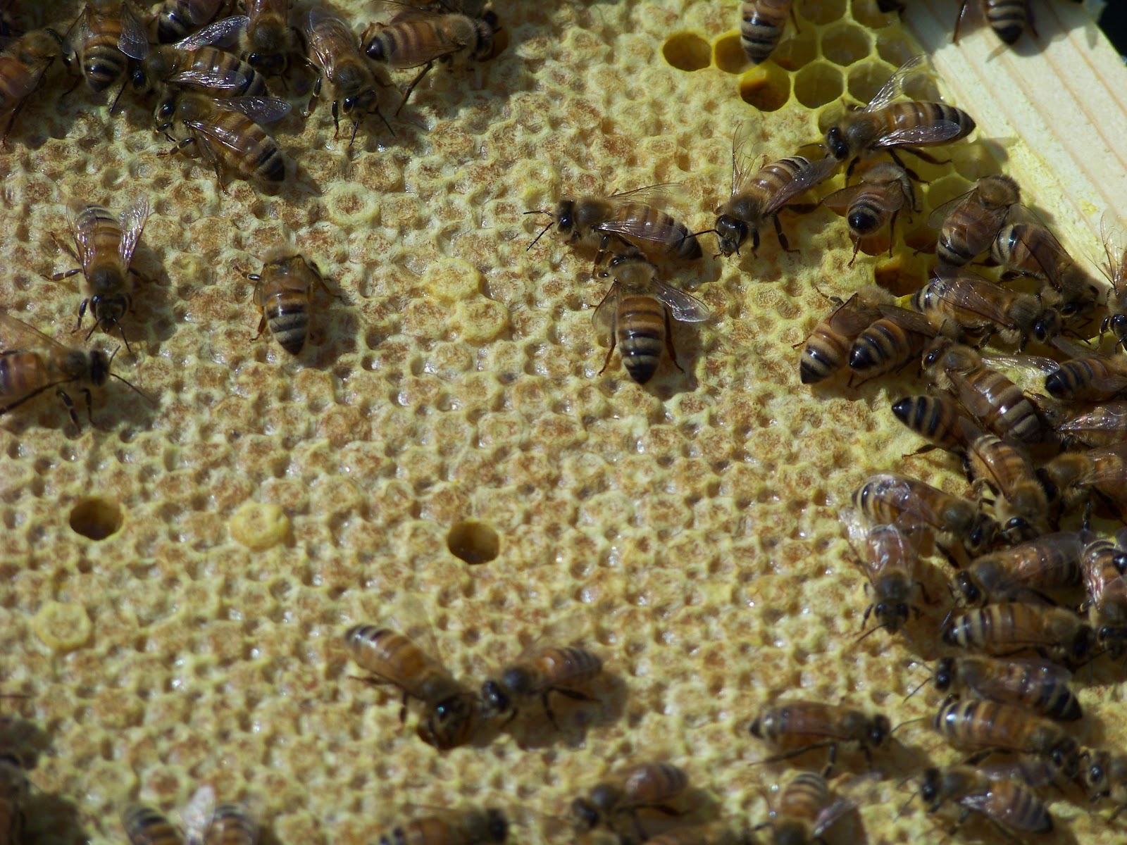 Iron Oak Farm: The Bees are Capping Honey