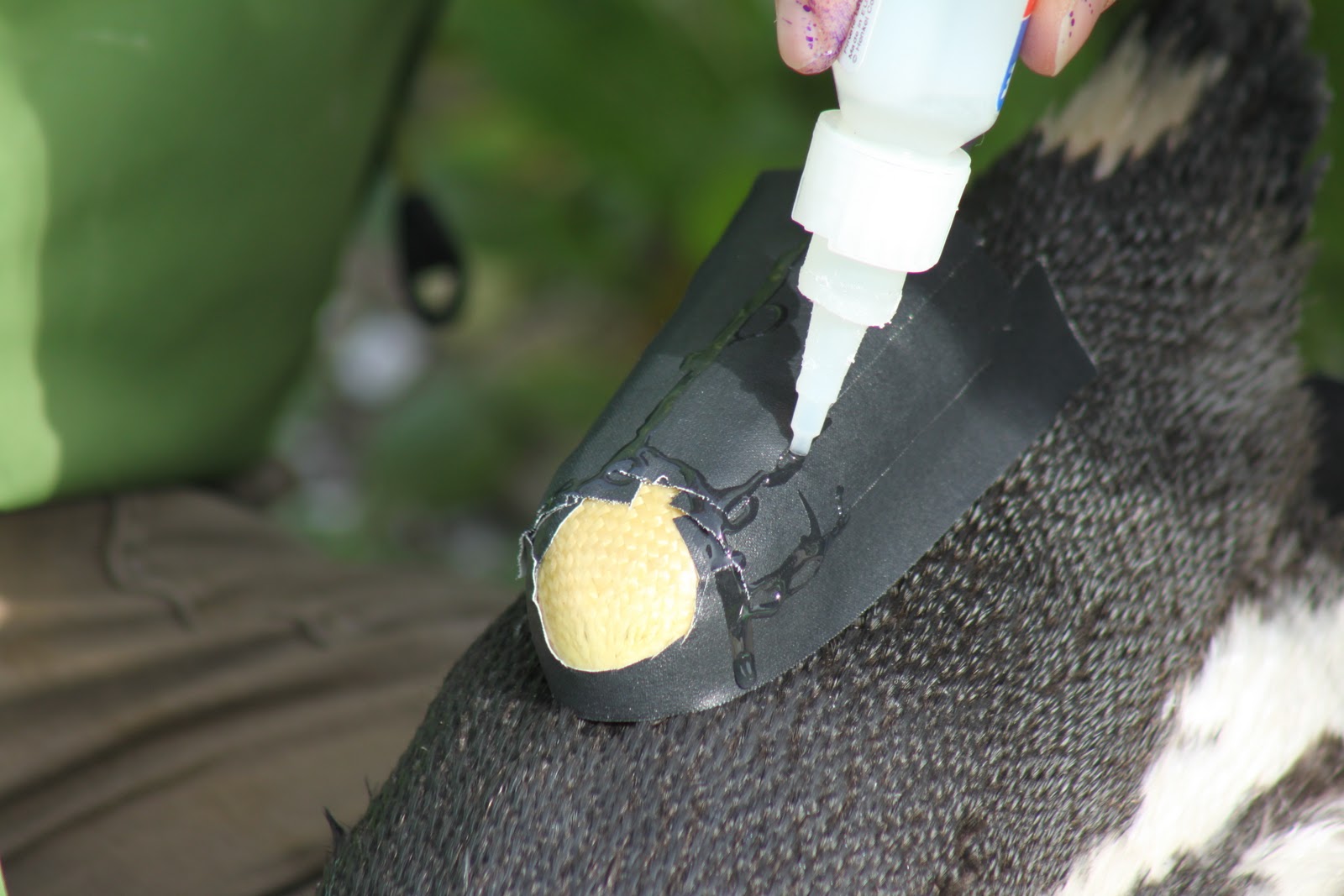 Robben Island Penguin Tracks: GPS Logger Deployment
