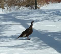 LAURAHUTA: Indyk dziki pod ochroną