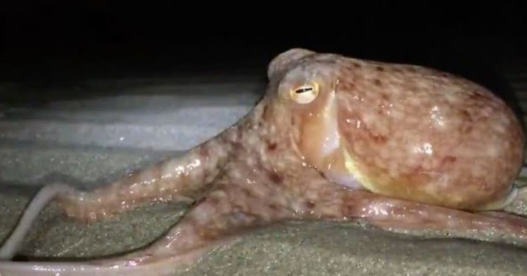 Wow! These Octopus Walk On The Beach - Woocah!! - Cheer up yourself!