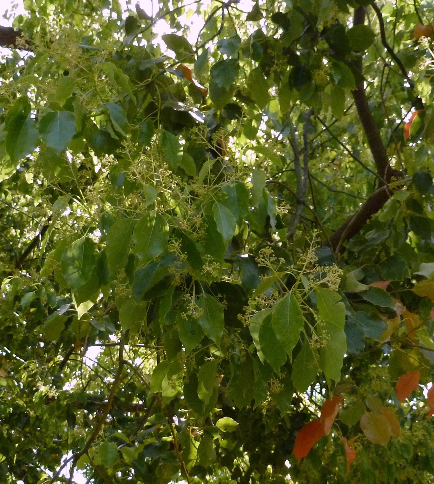 Árboles con alma: Alcanfor. Camforer. (Cinnamomun camphora) )