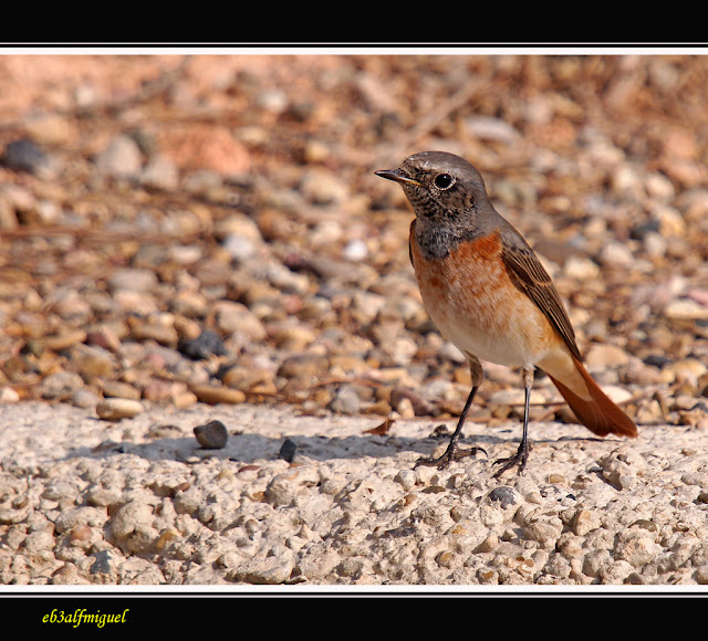 Miguel fotografia: Colirrojo real (Phoenicurus phoenicurus)