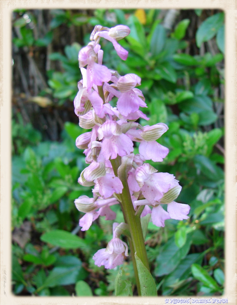 Chez Madeleine: Orchis