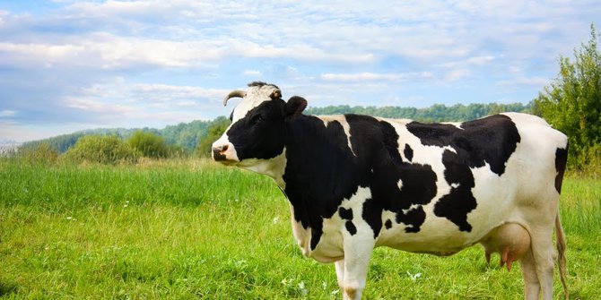 sapi perah dari AUSTRALIA | jual sapi perah FH 082244144459