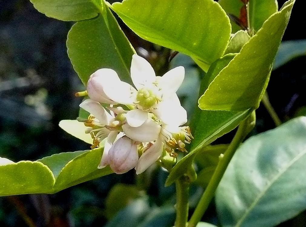 අපේ ඔසුපැළ Medicinal Plants of Sri Lanka
