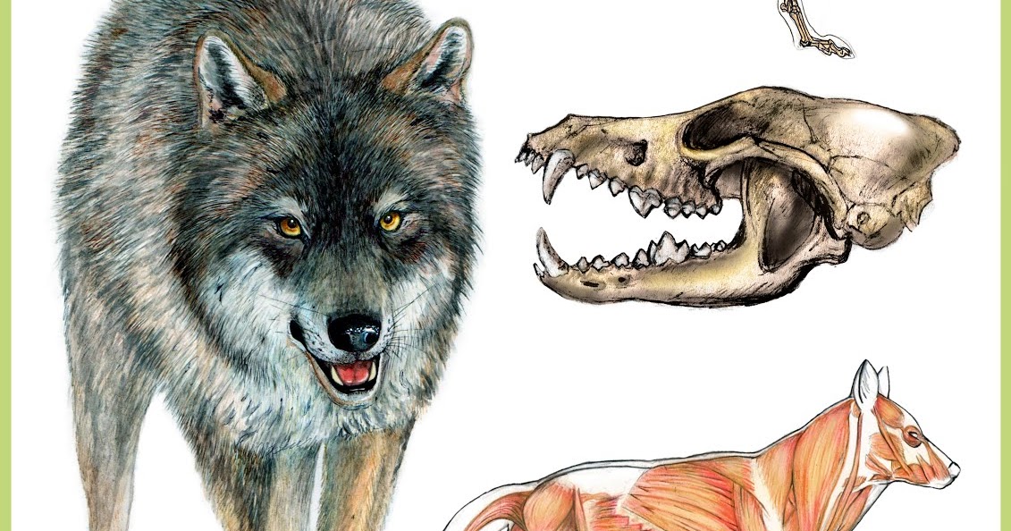 Lobo Ibérico. Morfología - Ángel Ramón Moya Muñoz