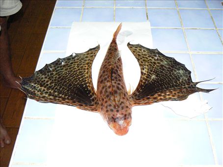 ரம்யம்: வெளவாலை வாவென்று கூறி.......