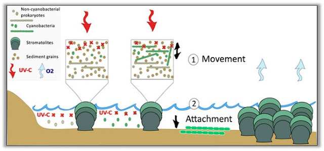 Cyanobacteria, FAQs