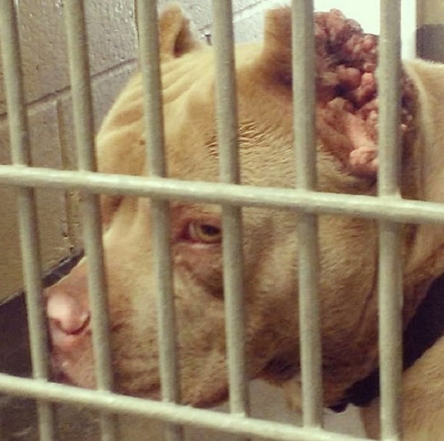 Conoce a Nana, la pit bull sin orejas que pasó del peor de los ...