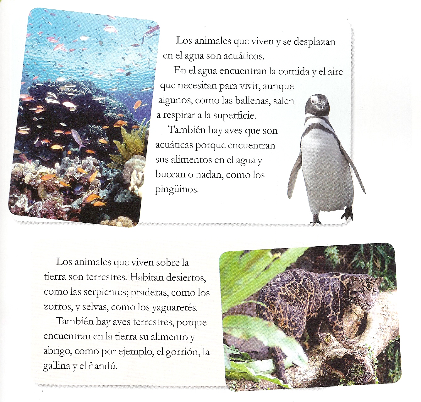 Somos de 2º: ANIMALES
