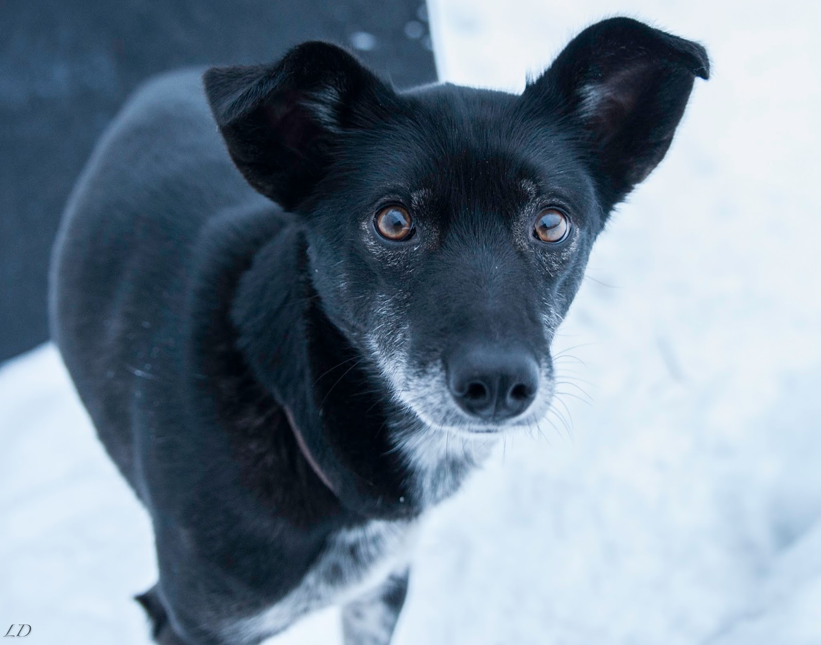 Black Spruce Dog Sledding: Sled Dogs as Pet Dogs: Why? (Part 1)