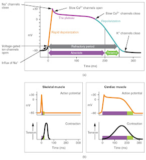Dr Han Naung @ Henry Han : Electrophysiology and Heart Rhythm : Action ...