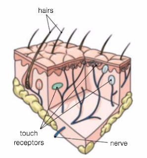 The 5 senses: 3.- Touch: skin