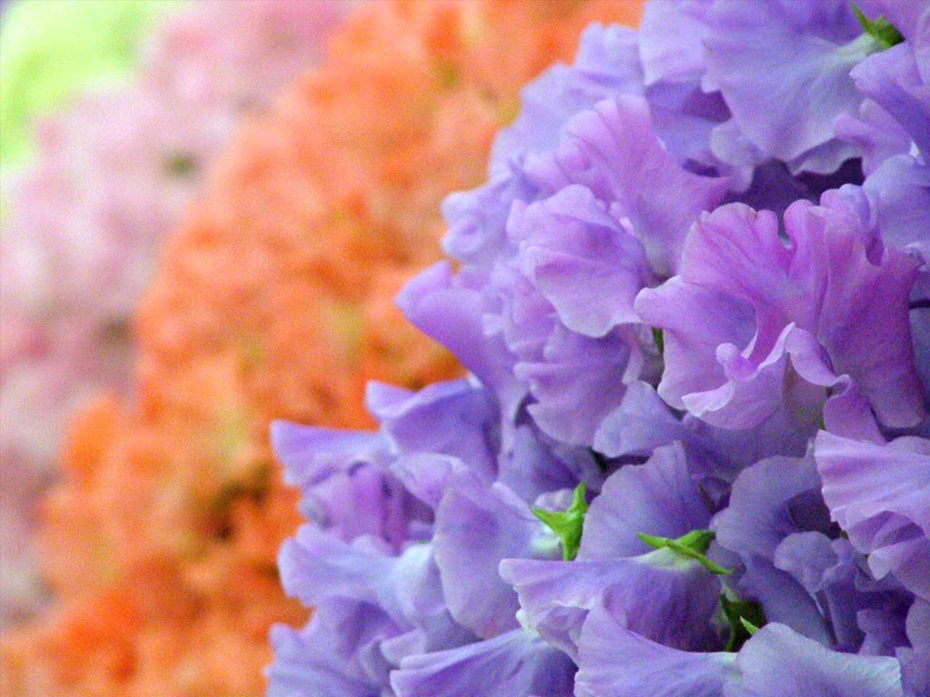 Bonbon ^O^: ASTROLOGI