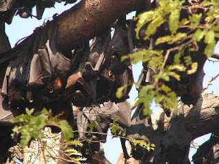 Sulawesi Selatan: Kota Kalong di WatanSoppeng