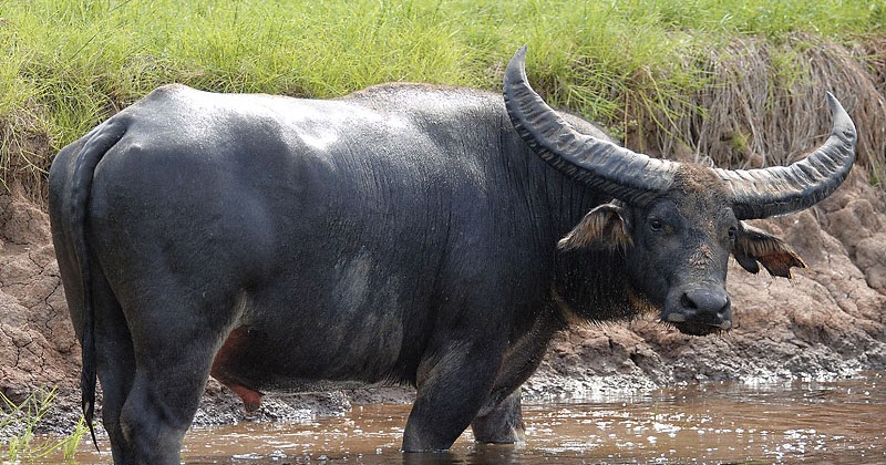Ilmu Untuk Ternakan Ruminan: Kenali Kerbau