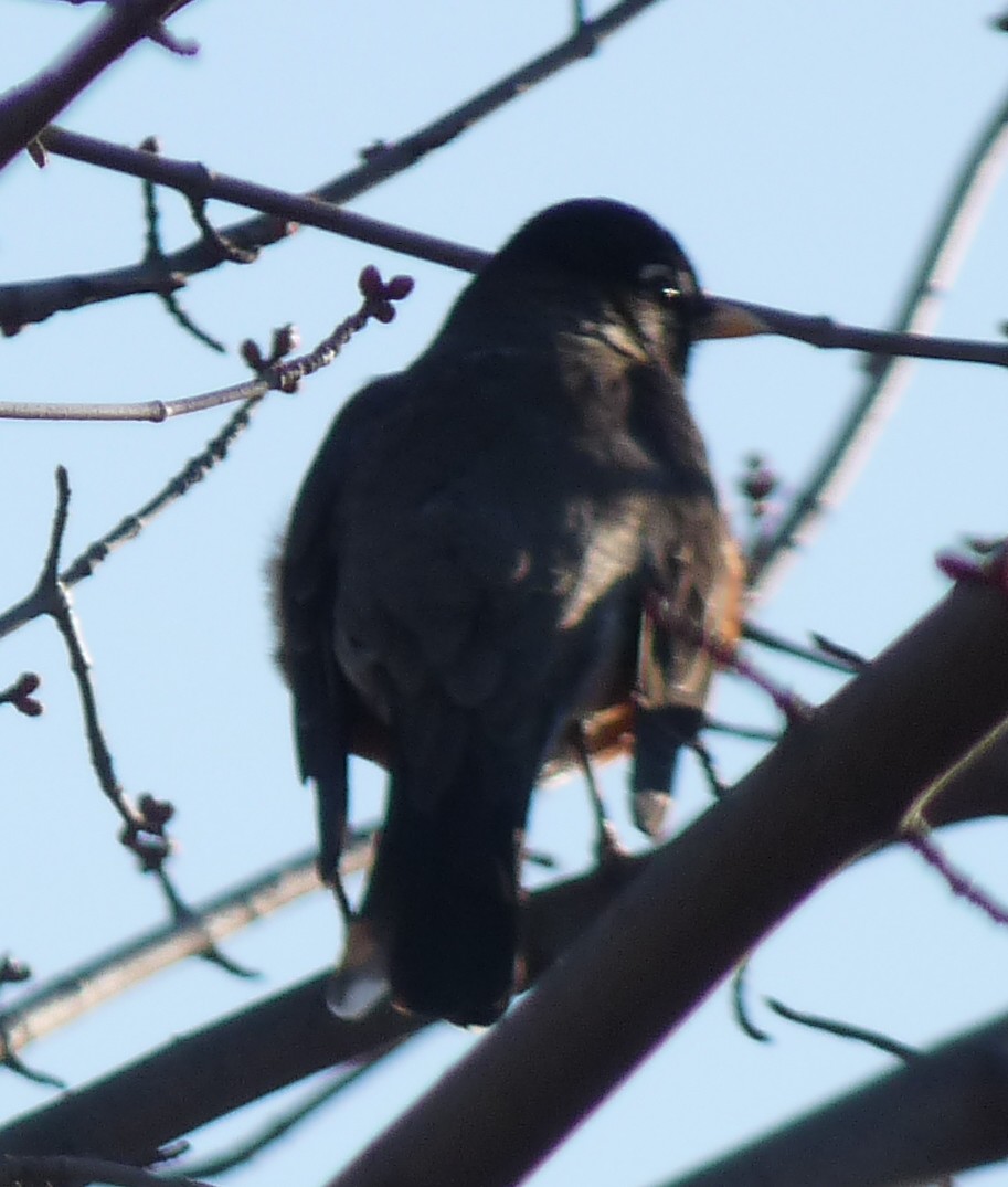 The Greenbelt: March birds