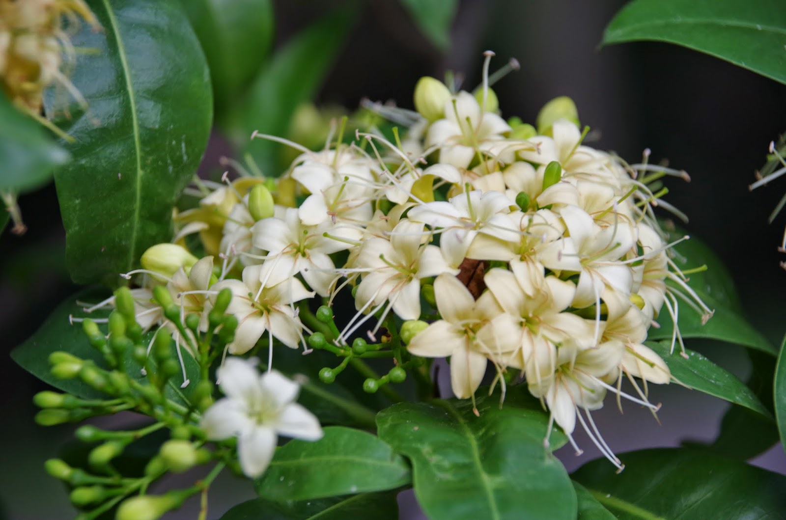 Trees and Plants: Tembusu