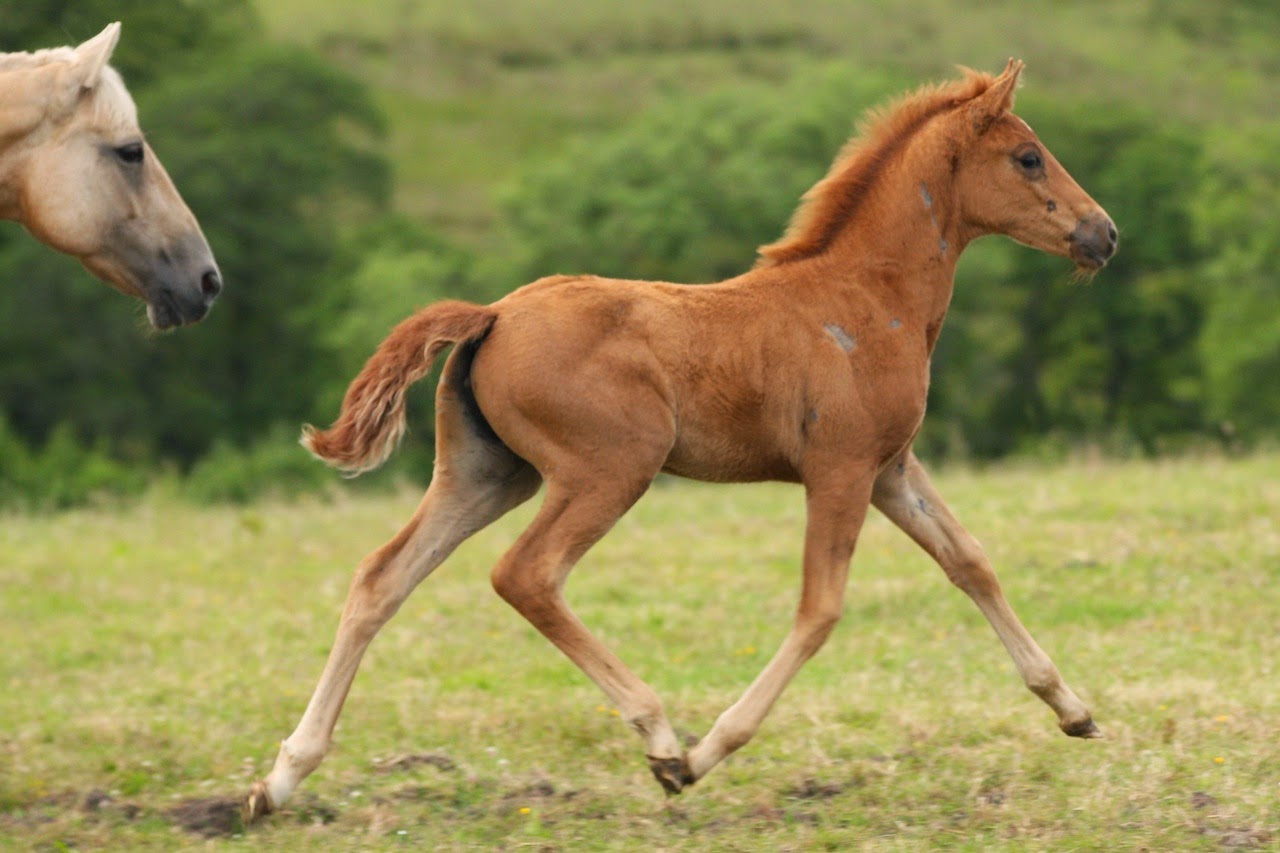 Chamfron Stud : Foals on the move