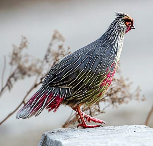 Blood pheasant | Birds of India | Bird World