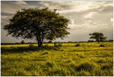 sama-sama belajar : Pengertian Ekosistem Padang Rumput