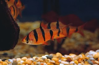 La vie de mon aquarium: Barbu de Sumatra