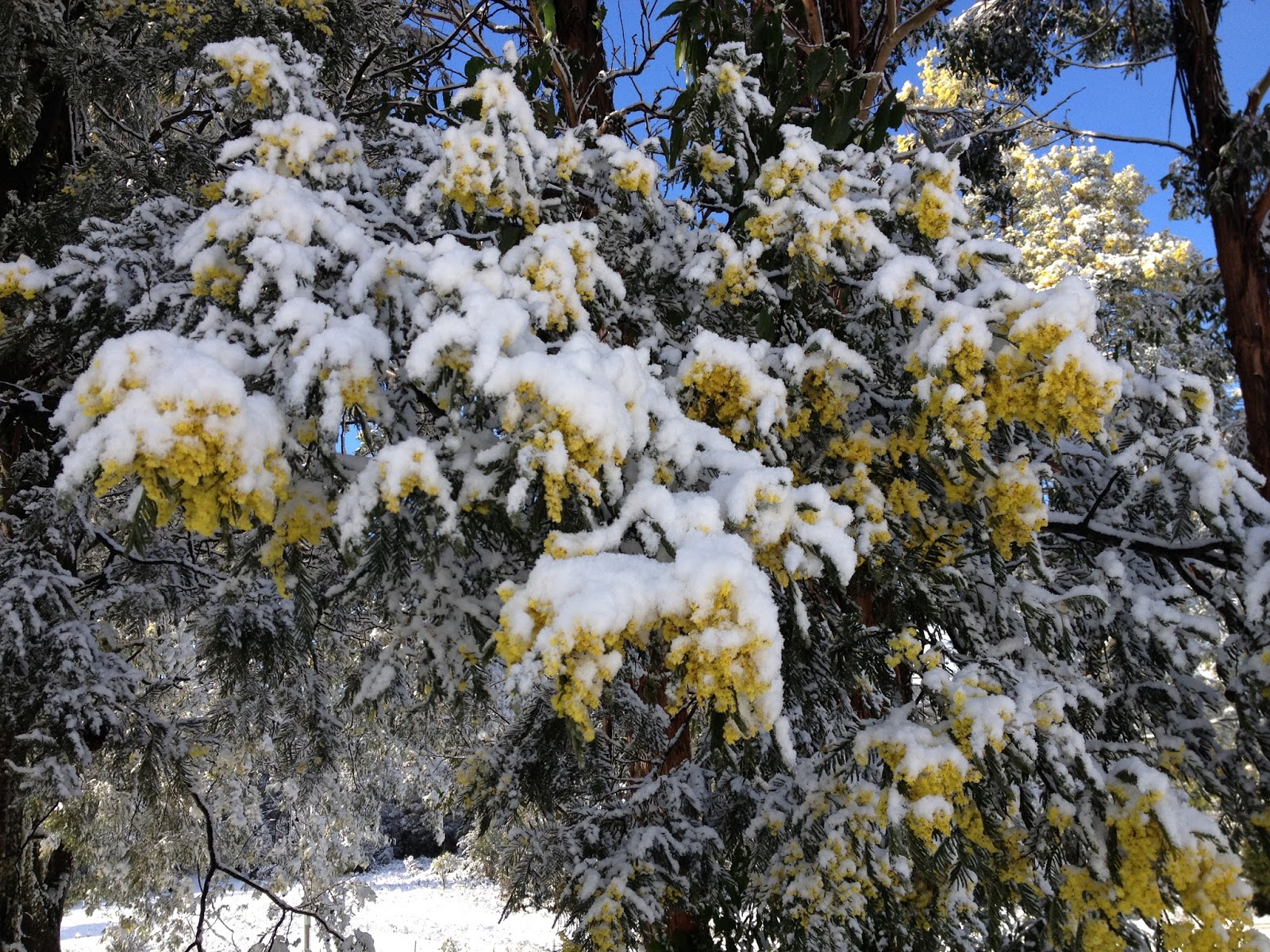 Huon View: Snow on the wattle trees