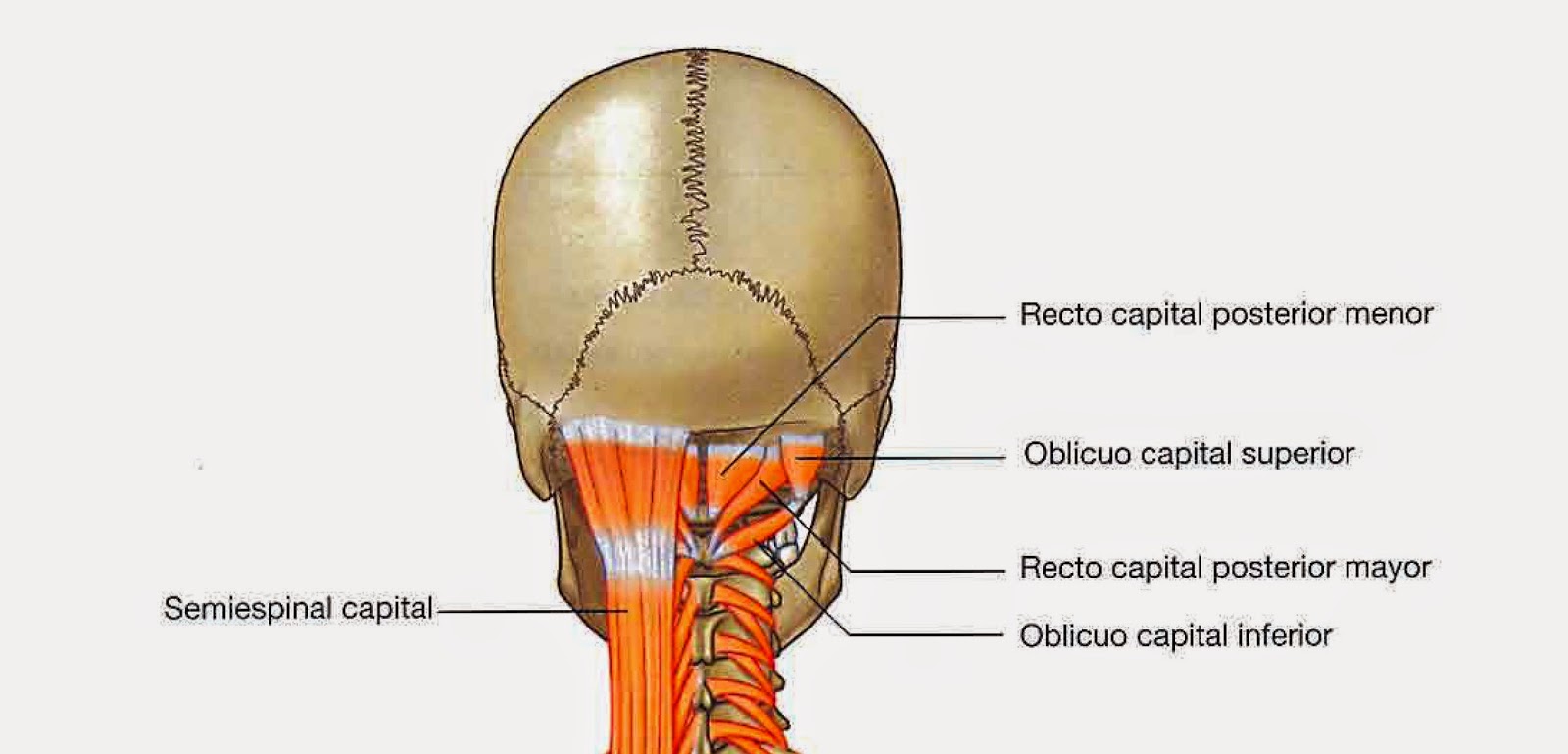 Anatomía de la columna vertebral: COLUMNA VERTEBRAL: LIGAMENTOS Y MÚSCULOS