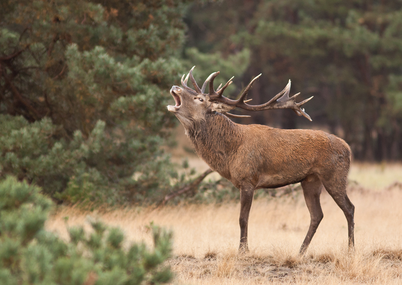Natuurfotografie met Ben: Edelherten Bronst