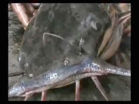 Lele Dumbo | I S I K