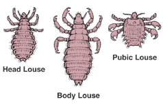 MPD3223_VECTOR AND PEST CONTROL: LICE